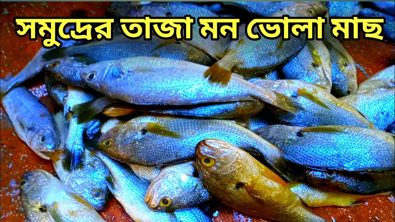 সেরা স্বাদের ভোলা মাছের ঝোল রেসিপি||Bhola Mach Recipe||Bengali Fish ...