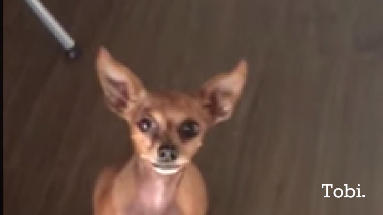 DOG GOES CRAZY WHEN OWNER COMES HOME. - YouTube