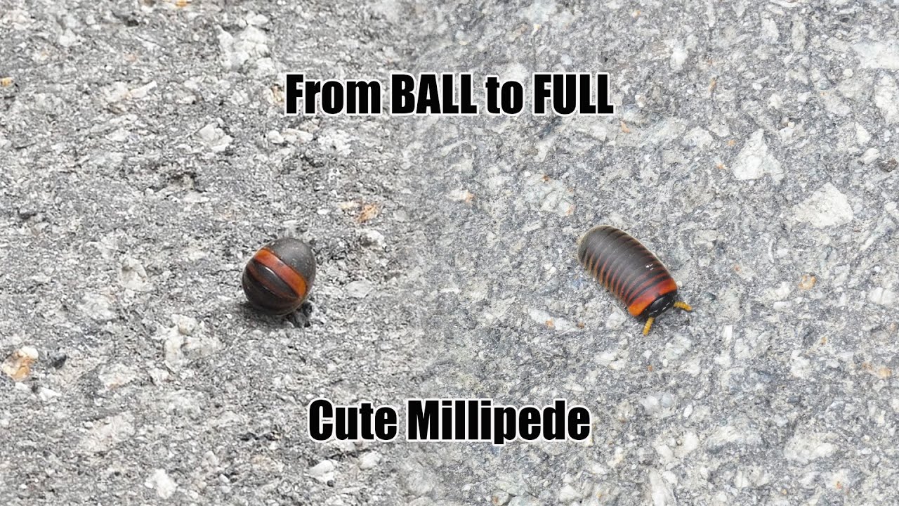 Captivating Millipede Video: Pill Millipede Transform from Ball to Full ...