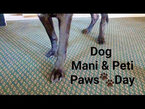 Dog Mani & Peti 🐾 Day - YouTube