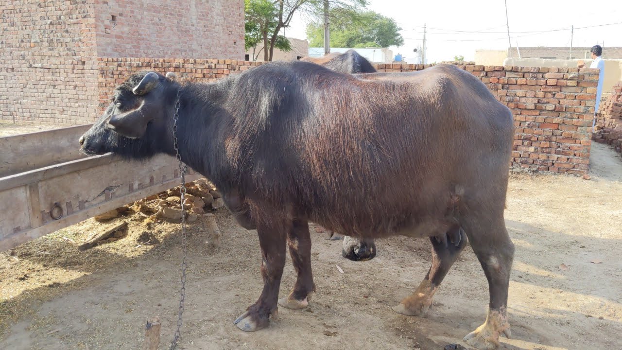neeli Ravi buffalo for sale in Pakistan on YouTube Anmol Punjab cow ...