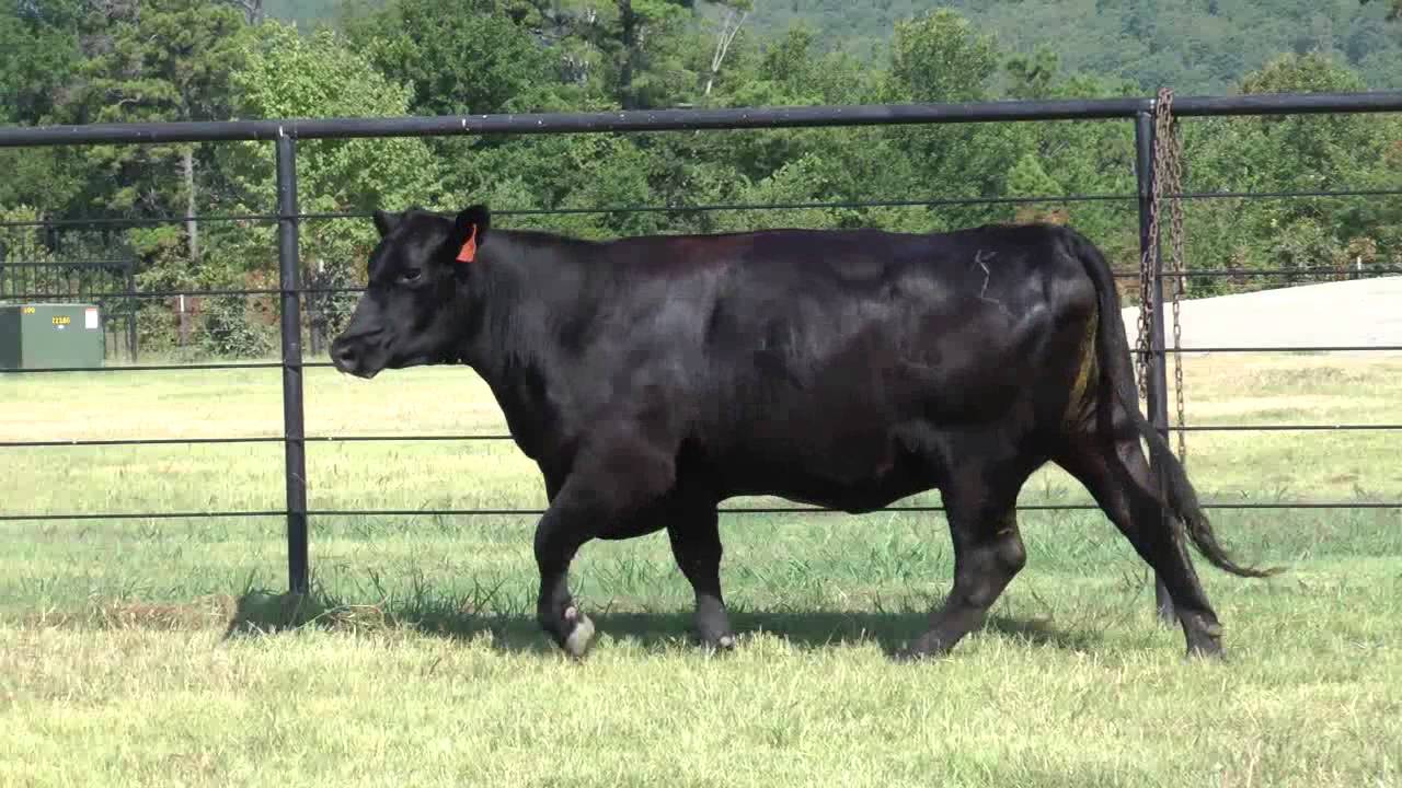 k0063 kiamichilink ranch - YouTube