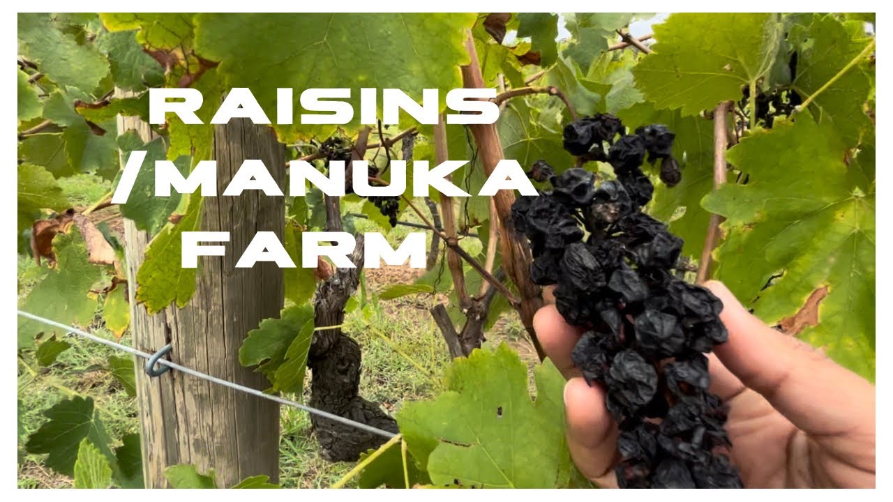 Raisins Farm | Manuka Farm - YouTube