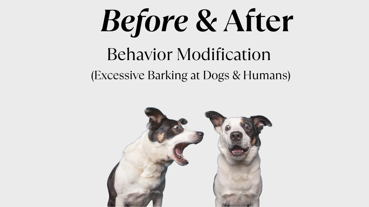 Behavior Modification for Excessive Barking at Dogs & Humans (Always Unleashed Pet Resort) - YouTube