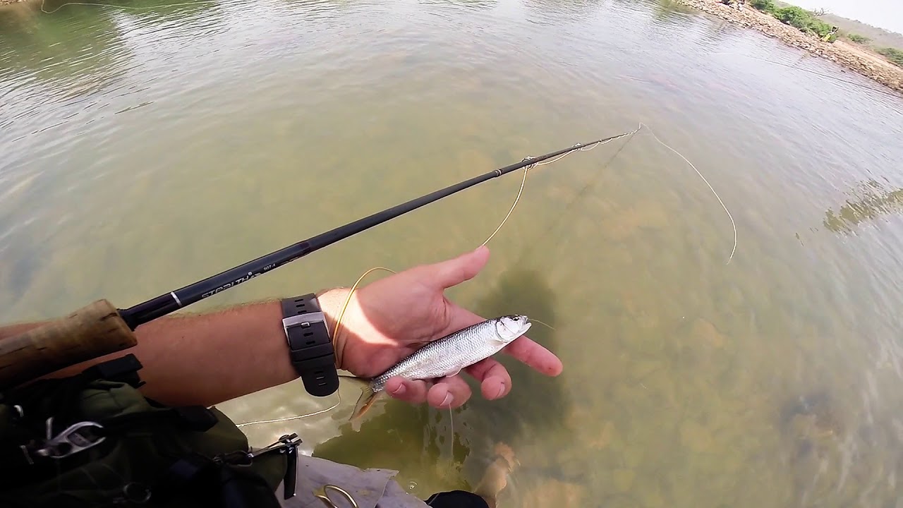 Raiamas senegalensis (Senegal Minnow) from the Gambia River caught ...