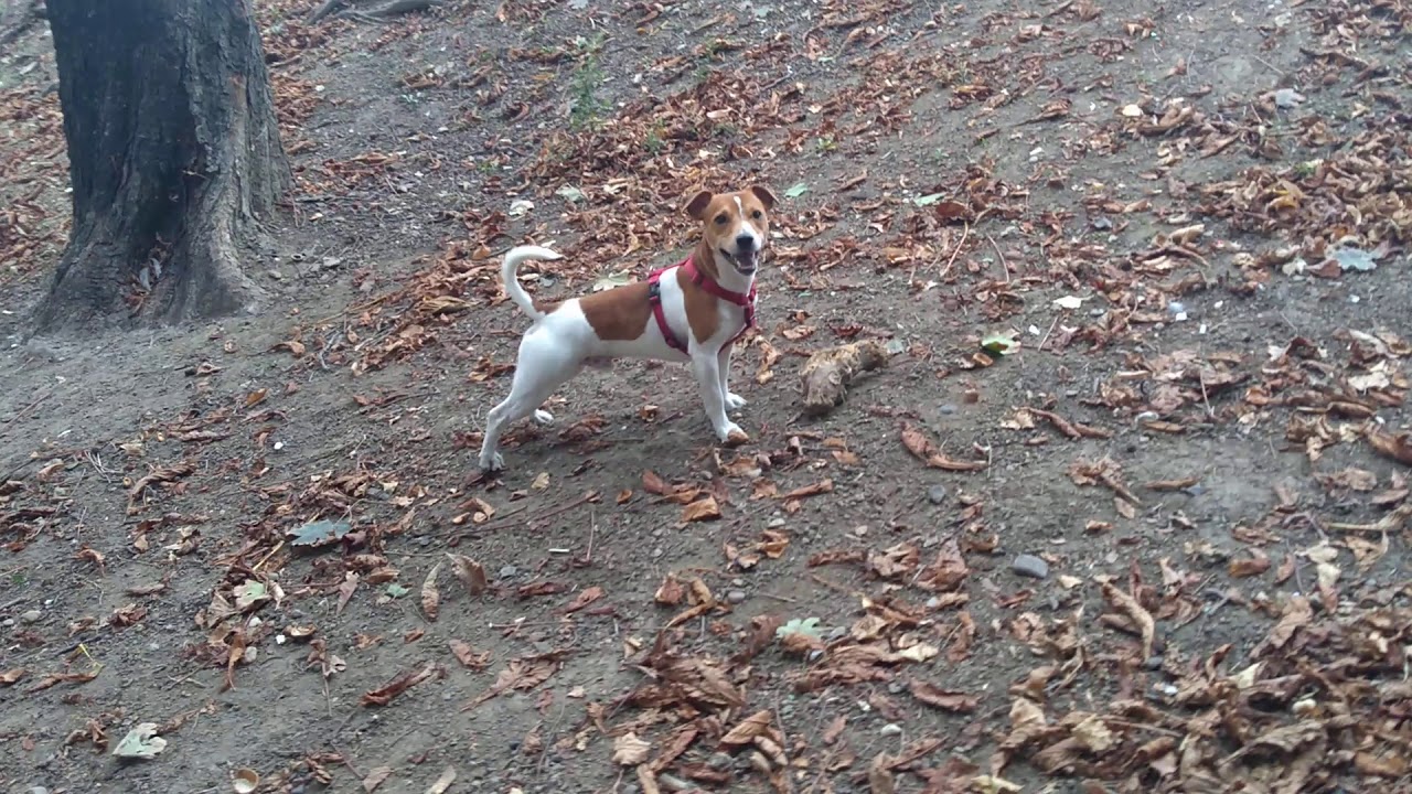 Jack Russell / Džek Rasel Terijer. #animal #dog #doglover #pets#pet# ...