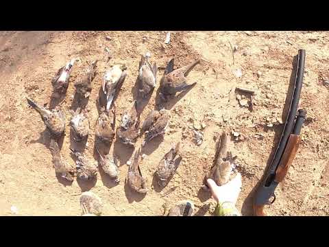 Arizona Dove Hunt 9-10-2020 - YouTube