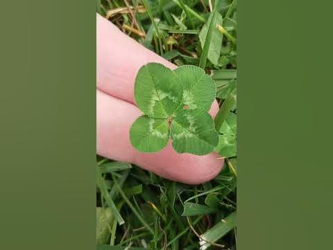 Nearly Perfect 4 Leaf Clover !! Lucky 4 Leaf Clover Hunting 🍀 🍀#shorts ...