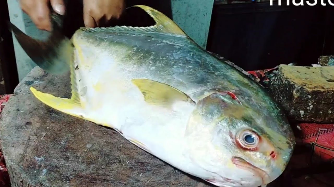 travelly sonab fish cutting || TRX masters || fast fish cutting video ...
