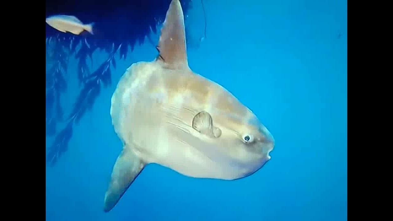 IMAX® DEEP SEA 3D (2006) TRAILER - YouTube