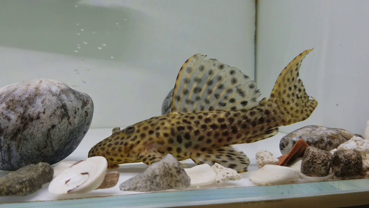 pleco L160 - YouTube