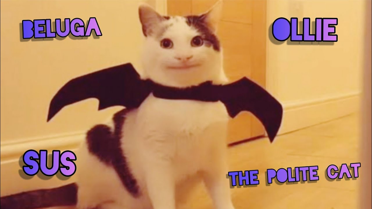 Real "Beluga" || "HALLOWEEN COSTUME"|| Polite Cat || Ollie || Mad stuff ...