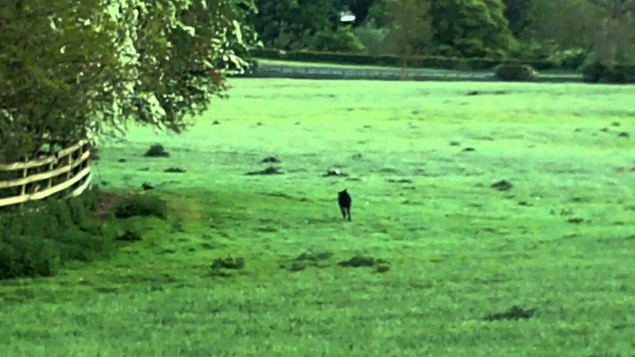 Lurcher Chasing Rabbits (HD) - YouTube