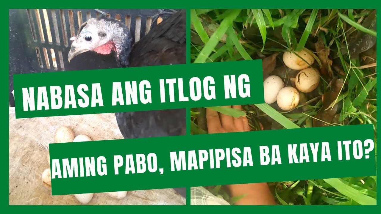 Mapipisa ba ang Itlog ng Pabo na Nabasa sa Ulan - YouTube