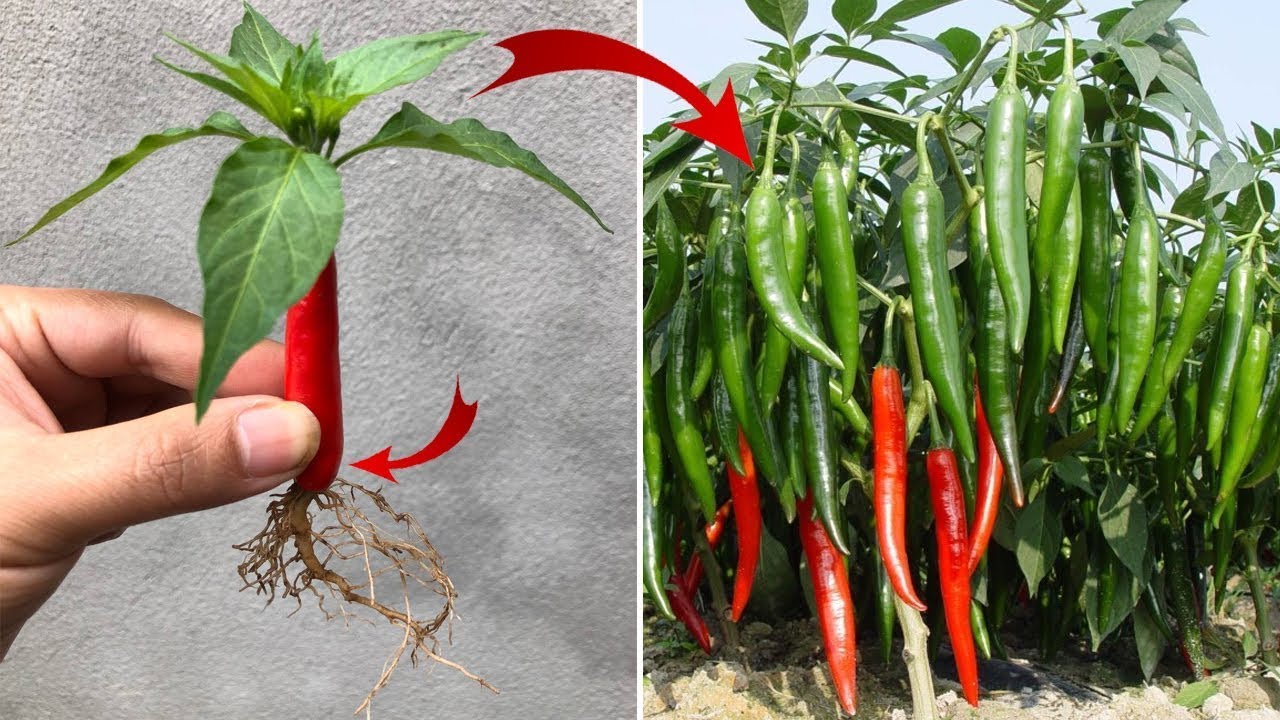 How to propagate chili simply and give a lot of fruit - YouTube