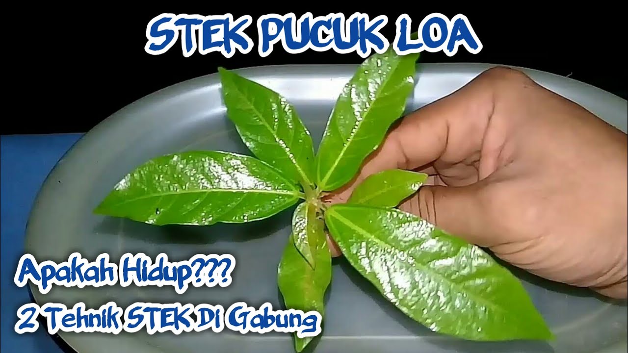 Ternyata bisa hidup!!! Stek pucuk bahan bonsai loa - YouTube