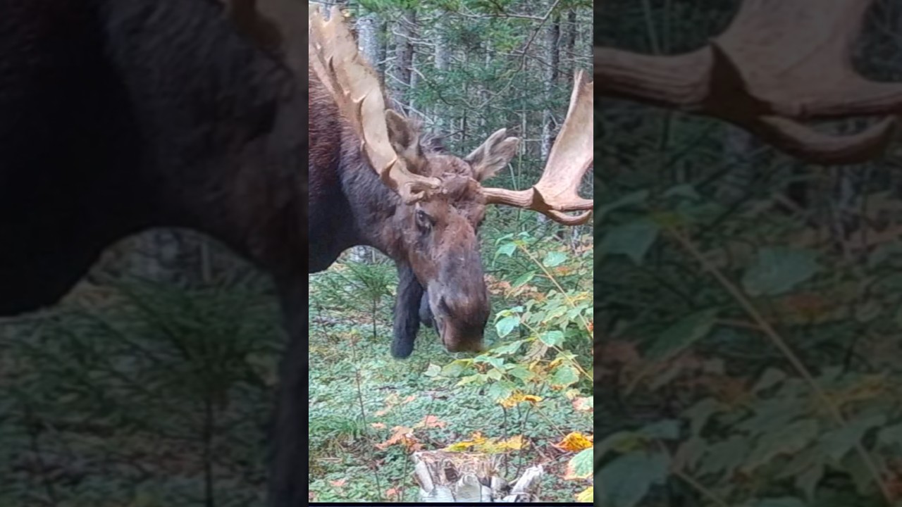 Wounded Giant Bull Moose #wildlifecameras #moose #nature - YouTube