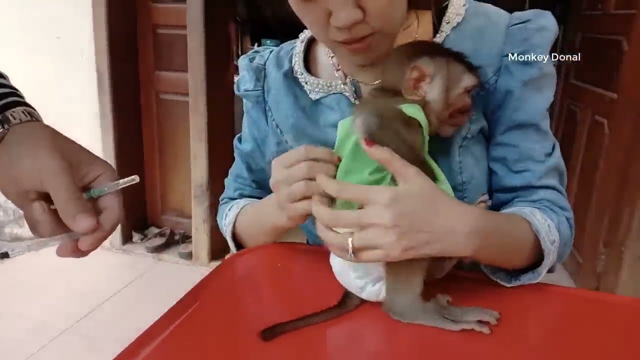 Third Day To Vet!! Monkey Donal Scare Vet Mom Take Care Donal, Mom Take ...