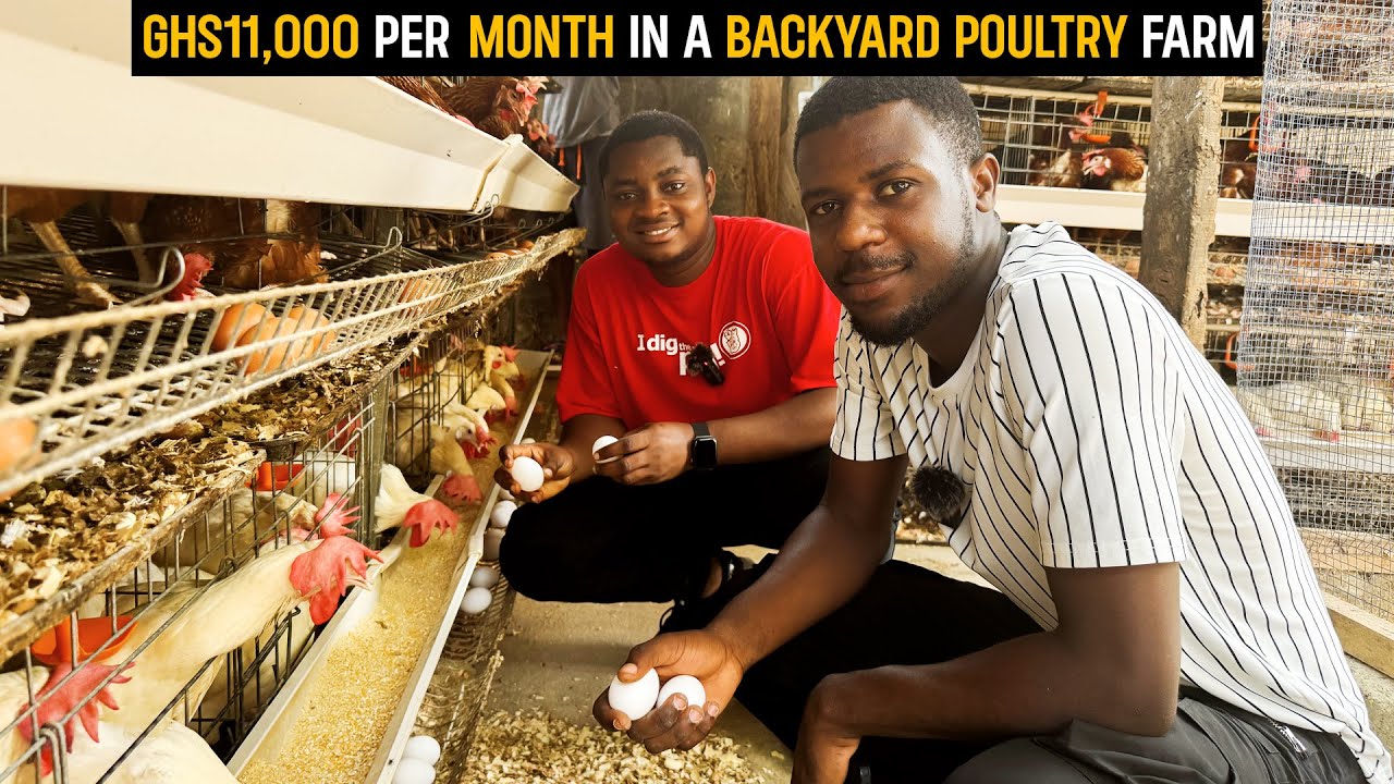 How He Makes GHS11,000($773) monthly from his 350 Capacity Backyard ...