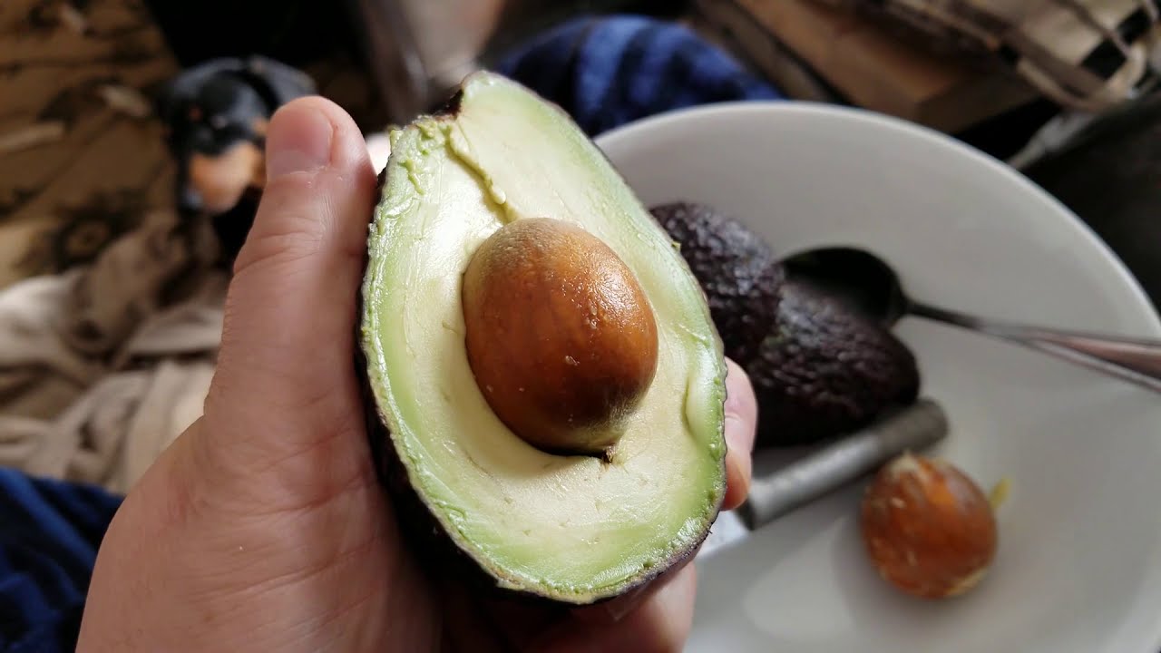 The Best & Safest Way to Remove An Avocado Pit 🥑 - YouTube