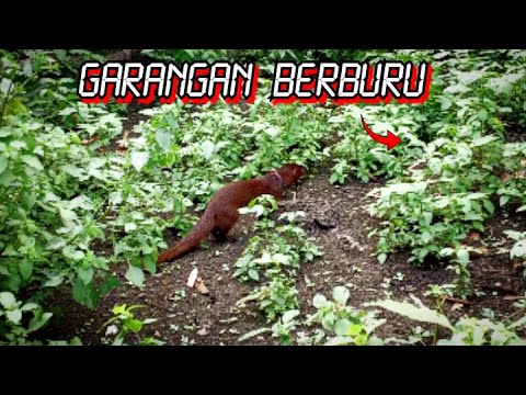 Garangan jinak dan bonding||garangan hewan predator suka berburu sesama ...
