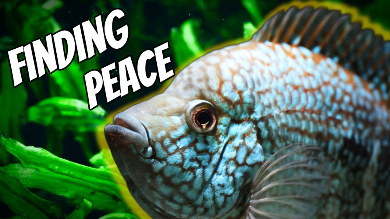 Amazing Aquariums and a GREAT Story, Finding Peace In Fish Tanks - YouTube