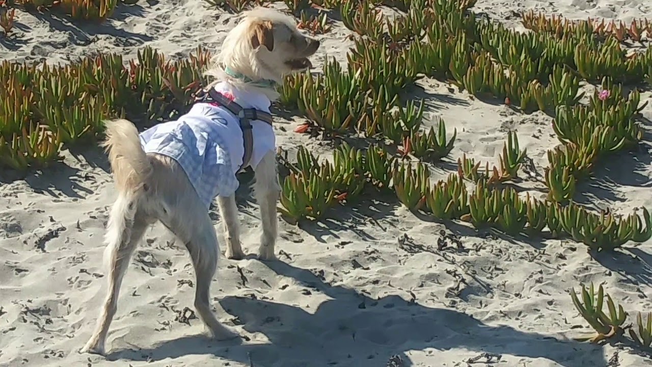 Beach Day with New Doggie Clothes - YouTube