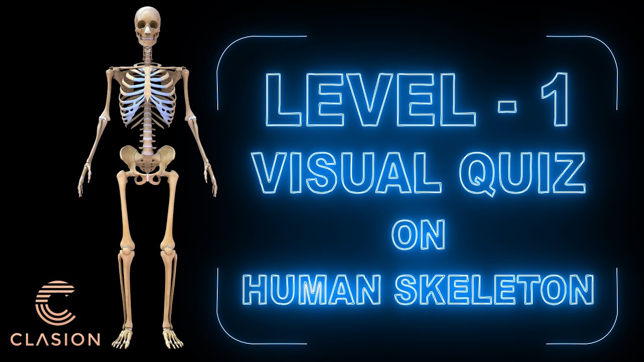 Human Skeleton System - Level 01 - YouTube