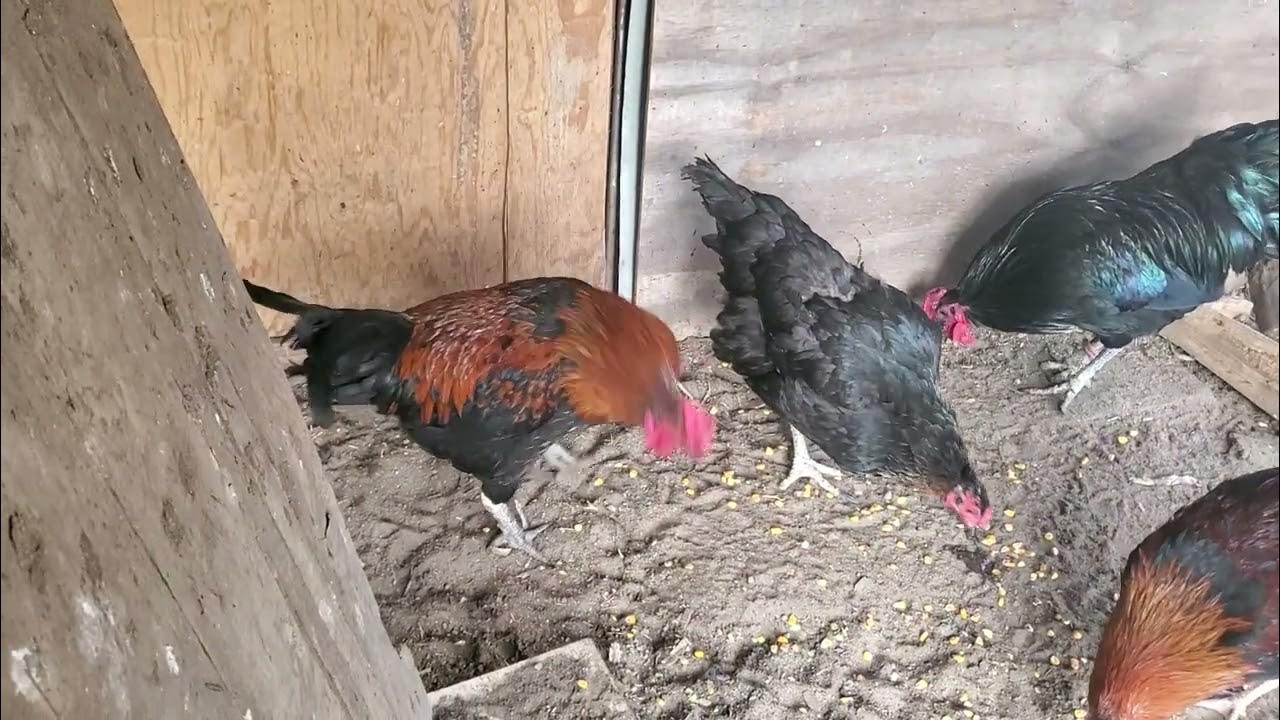 lub 3/11/24 kuv muab kuv cov qaib l thaij rau nej saib nawb kho kho siab cia ua chaw tawm rooj ...