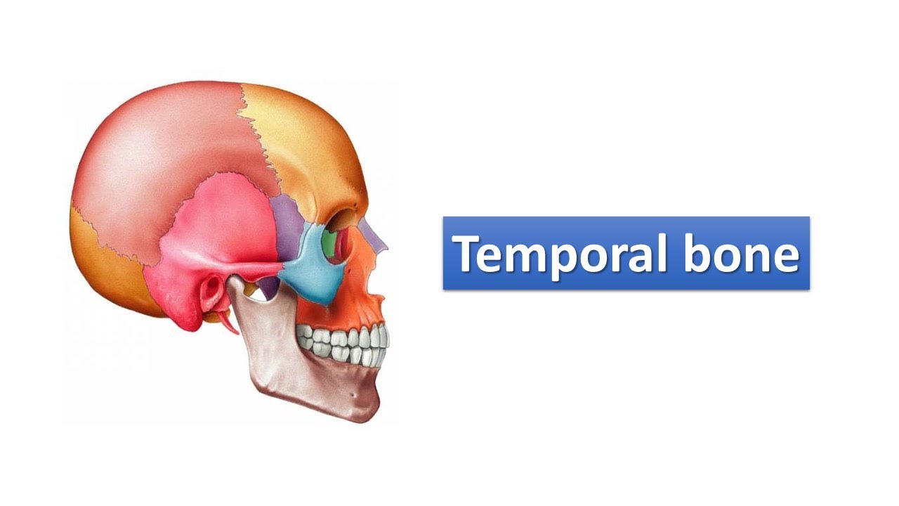 Temporal bone. Prof. Ashfaqur Rahman - YouTube