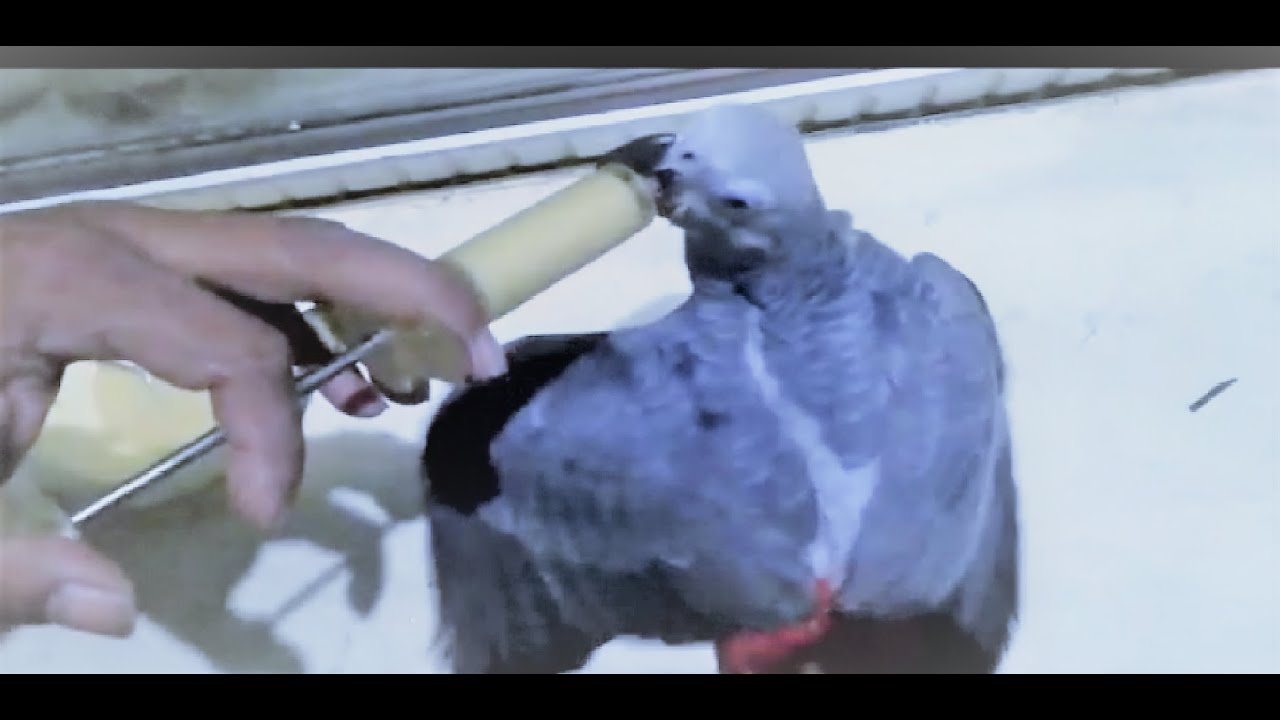 Birds Parrots Chicks Hand Feeding Tips and Hand Feeding formula.[ must ...