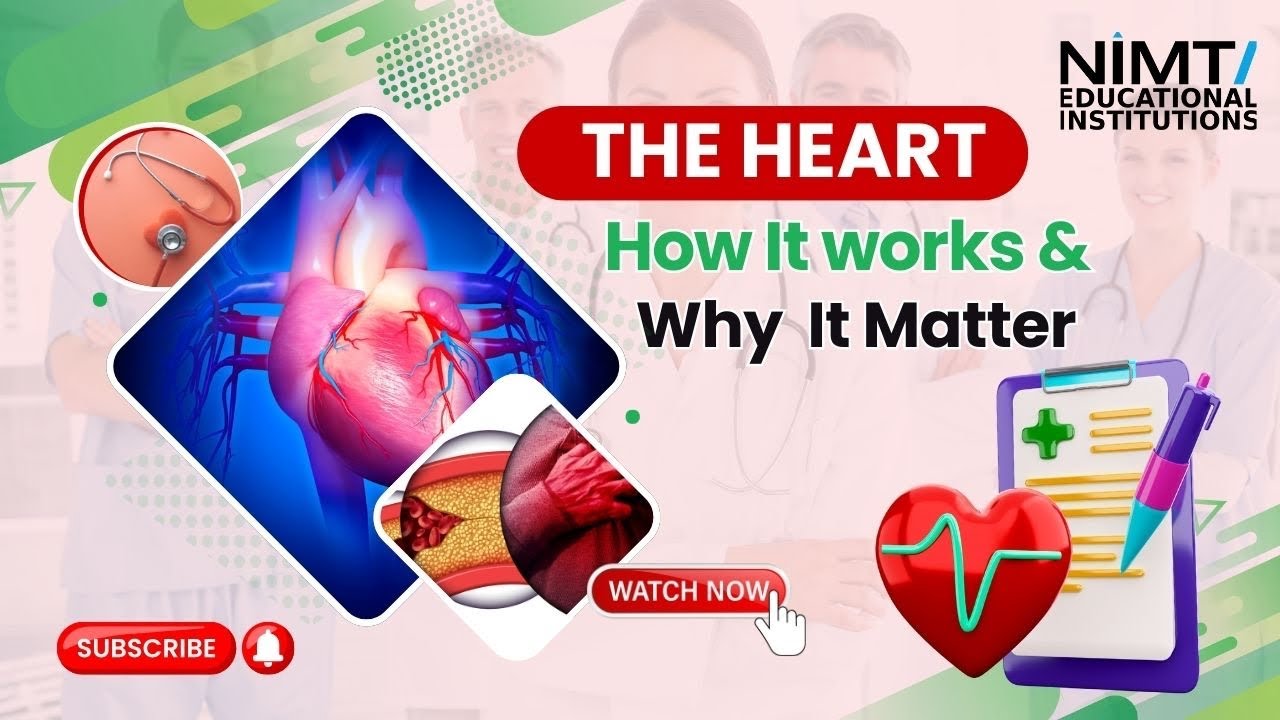 The Heart: How It Works & Why It Matters - YouTube