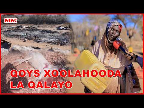 Qoys habeenkii wax aan la arkayn shiidayo.