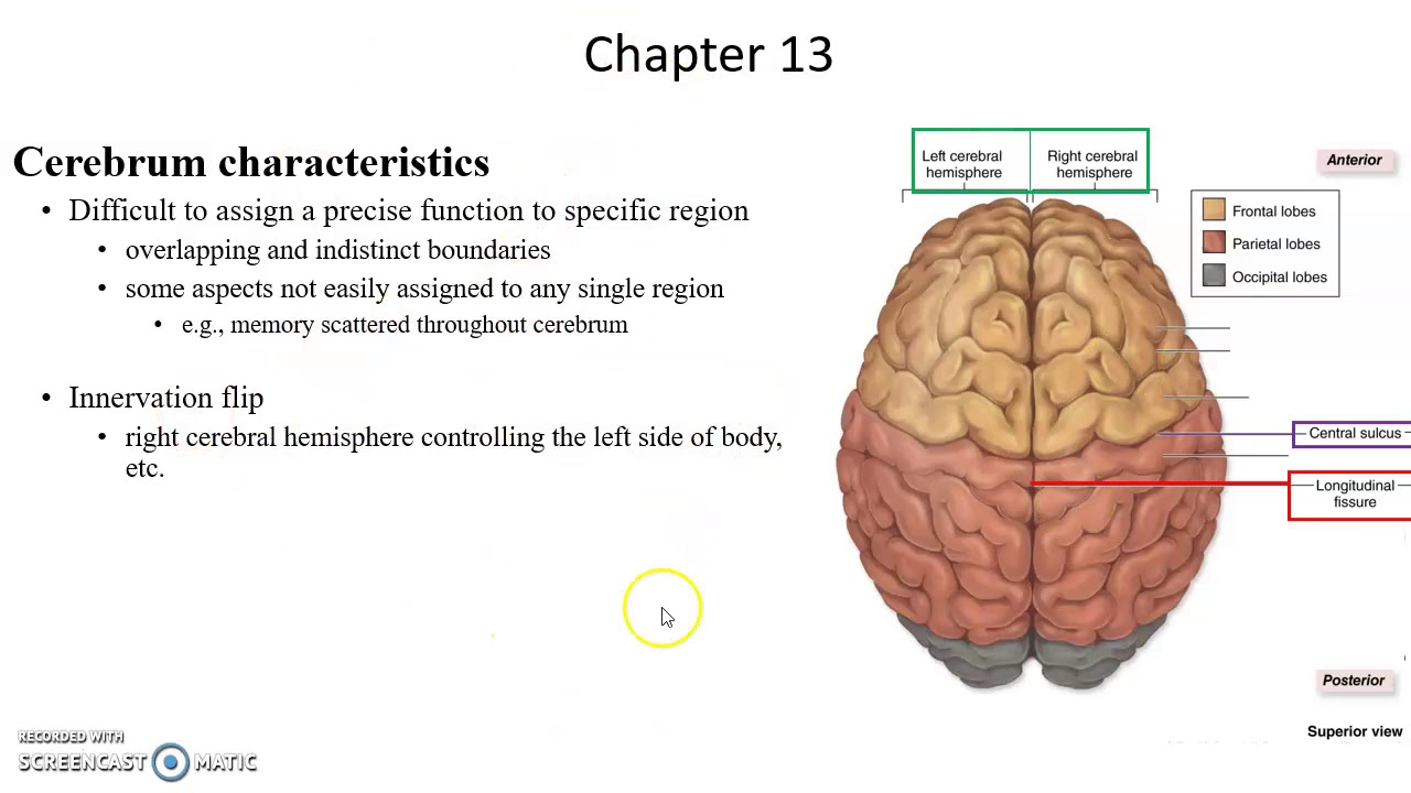 Cns Brain Cranial Nerves At Arizona State University