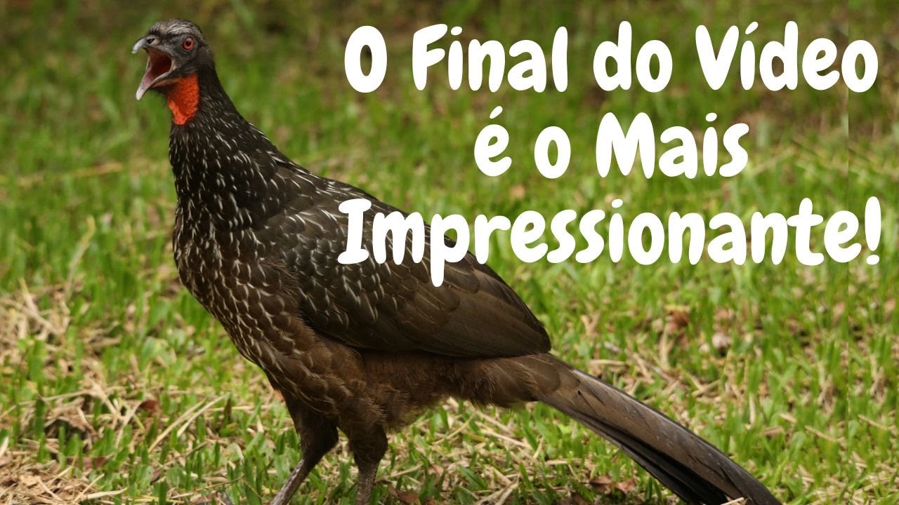 Jacu Fêmea Brava, Protegendo Seu Filhote - YouTube