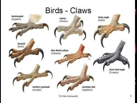 Birds claws //science class 3 CBSE - YouTube
