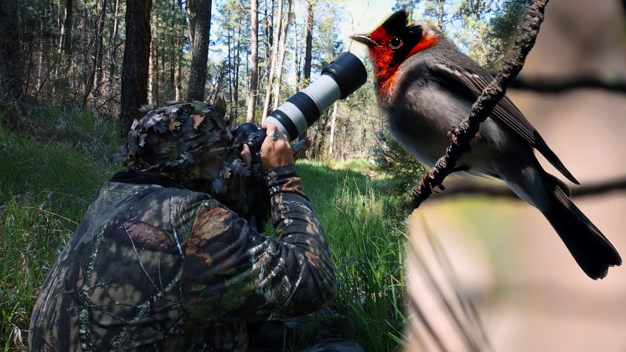 Photographing RED-FACED WARBLERS At 7000 FT In The Gila Forest: BIRD ...