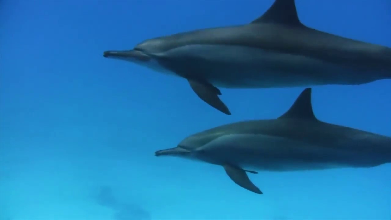 10 AMIMALES MAS PELIGROSOS DE LO QUE CREES, DANGEROUS ANIMALS, ОПАСНЫЕ ...