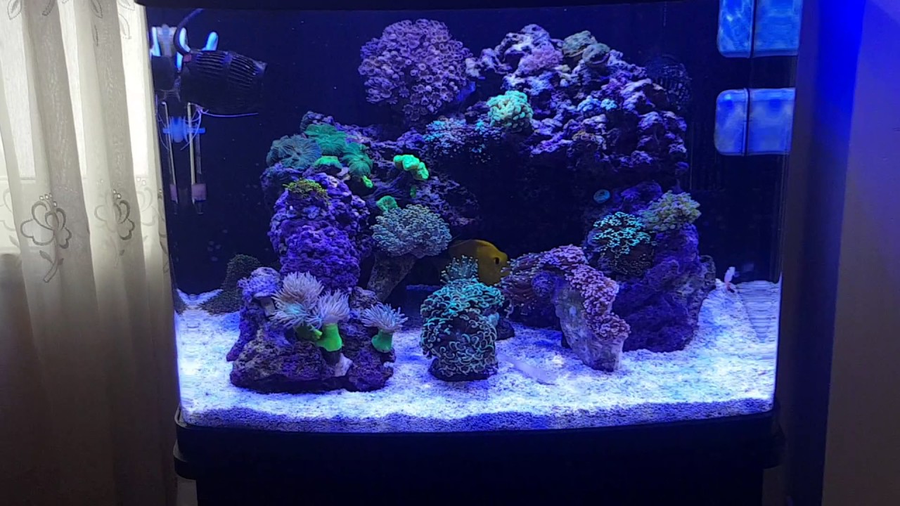 29 biocube - YouTube
