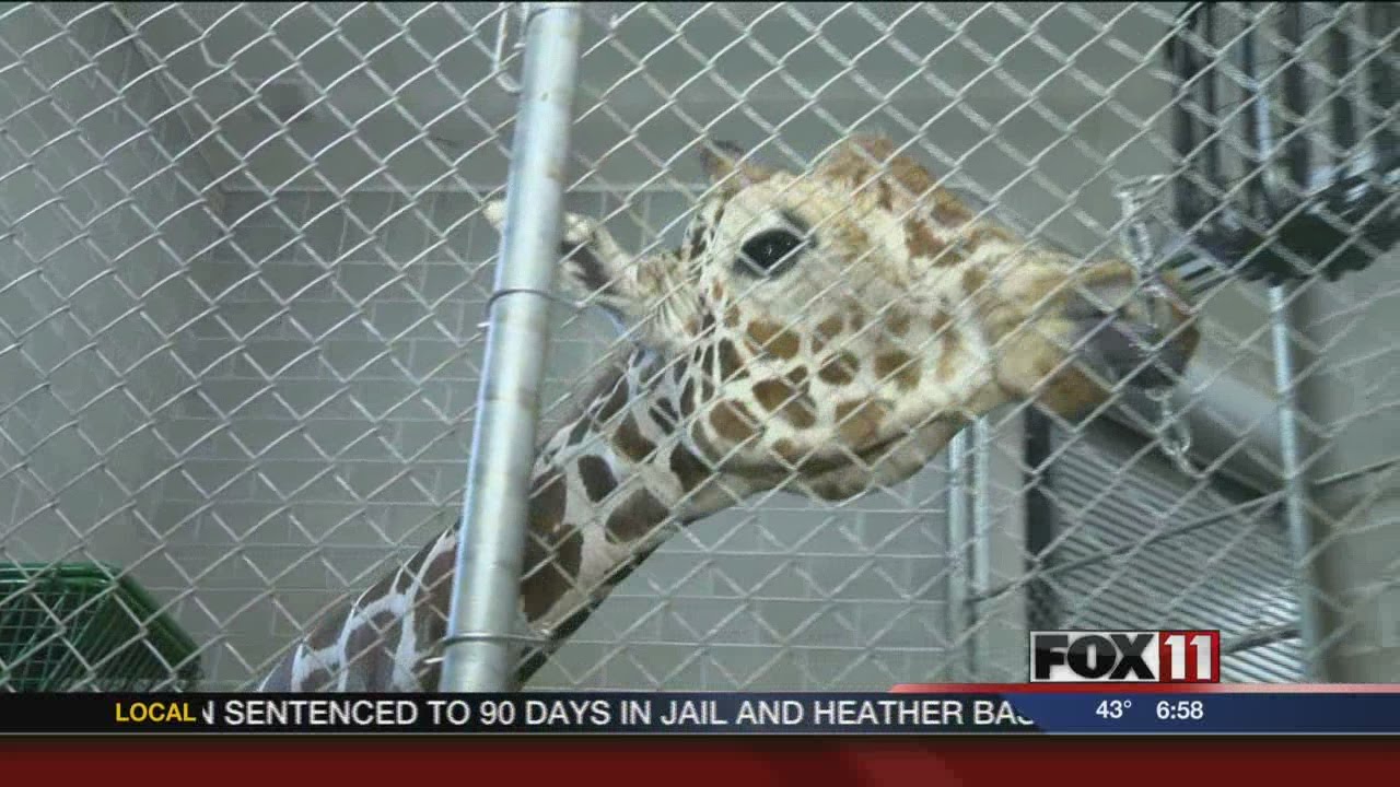 Checking in the giraffes at the NEW Zoo - YouTube