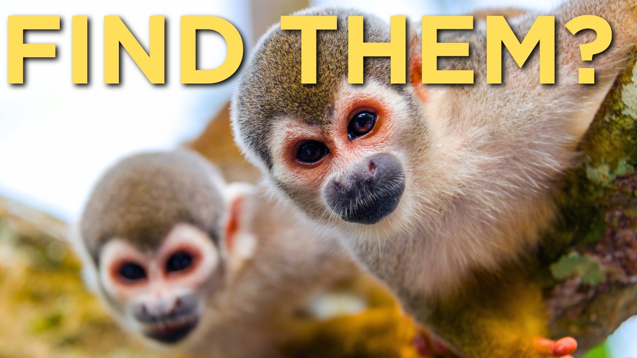 Costa Rica's CRAZIEST Wildlife- Will we FIND ALL 4 Species of MONKEYS ...