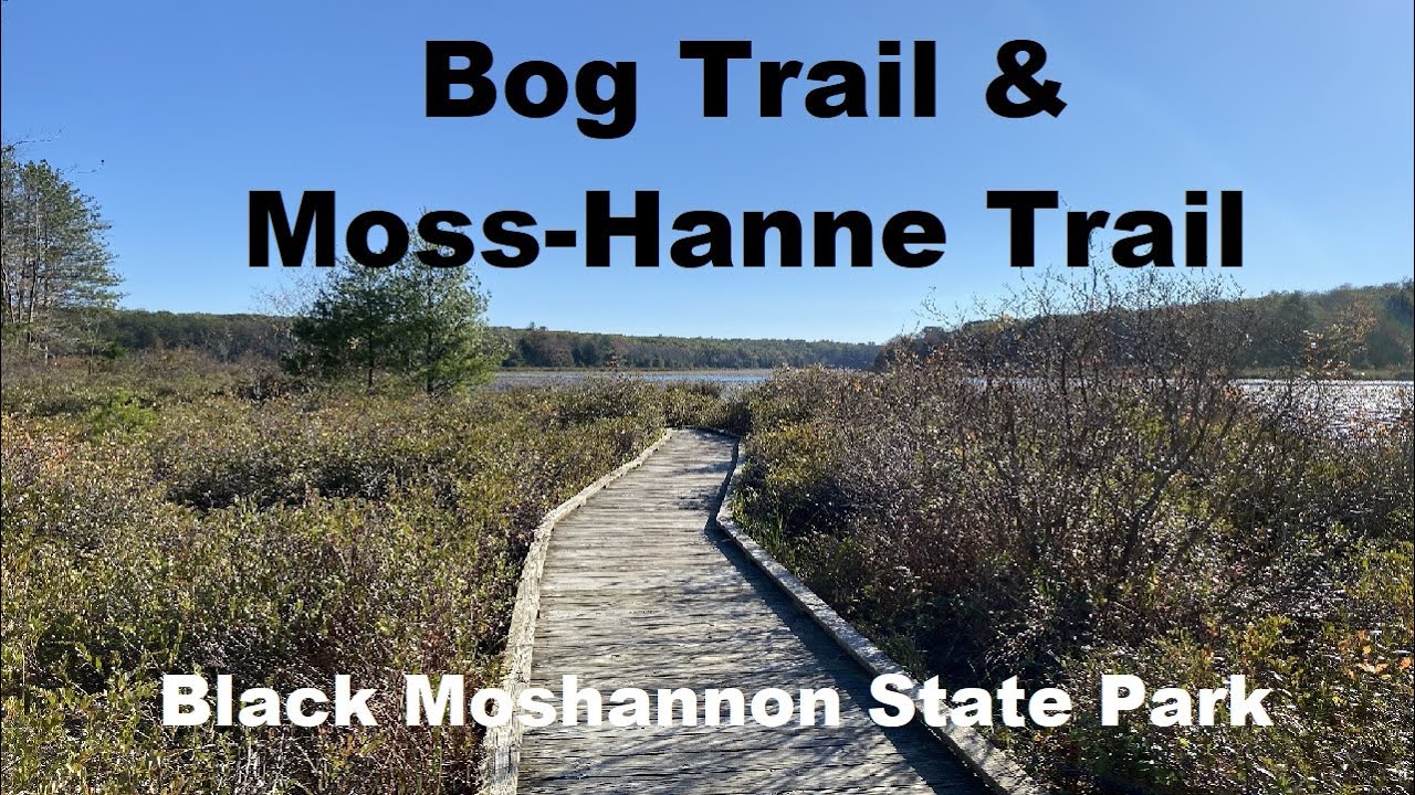 Bog Trail & Moss Hanne Trail Black Moshannon State Park - YouTube