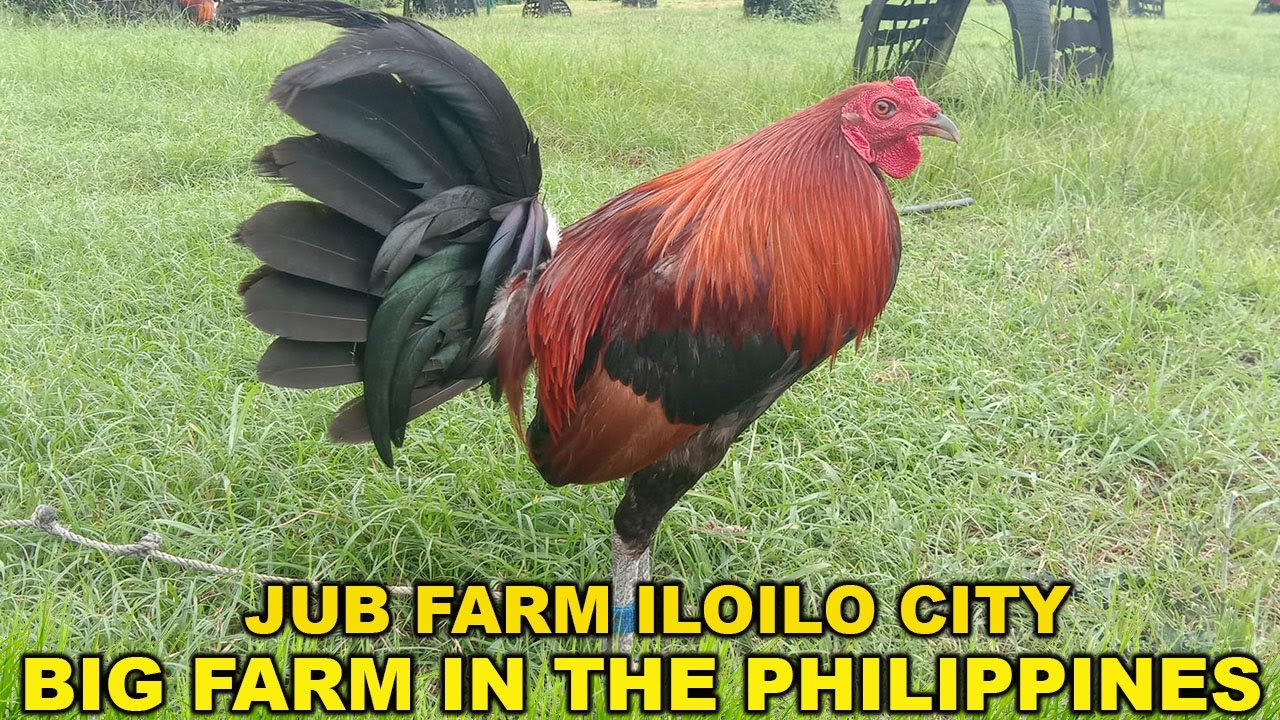 Beautiful Best Big Farm In The Philippines JUB FARM - JOHN UY BICO ...