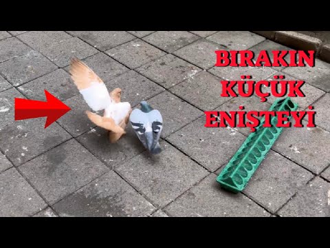 Küçük Enişte Ve Garip Birbirine Girdi ( Kim Alır Liderliği )
