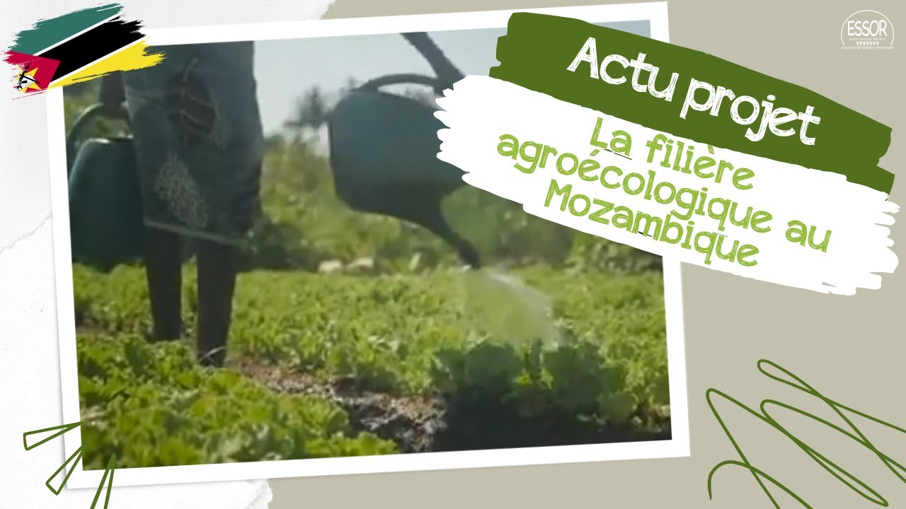 ESSOR -Cadeia de Hortícolas Agroecologicas em Maputo, Moçambique. - YouTube