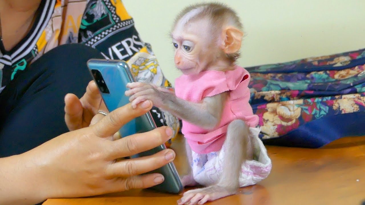 So Funny Baby Monkey Alan With Mom Looks At Things On Samsung Phones ...