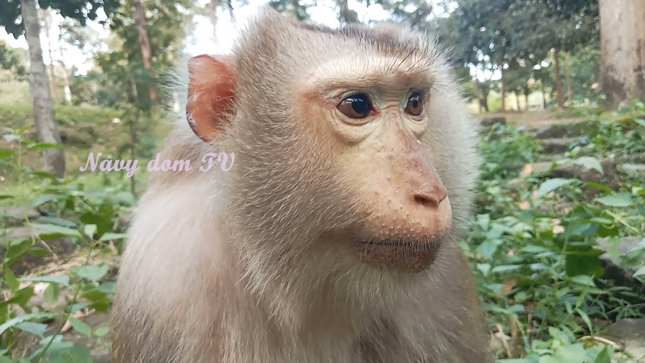 Hopeless mom Ashley monkey that her baby went away a month ago ...