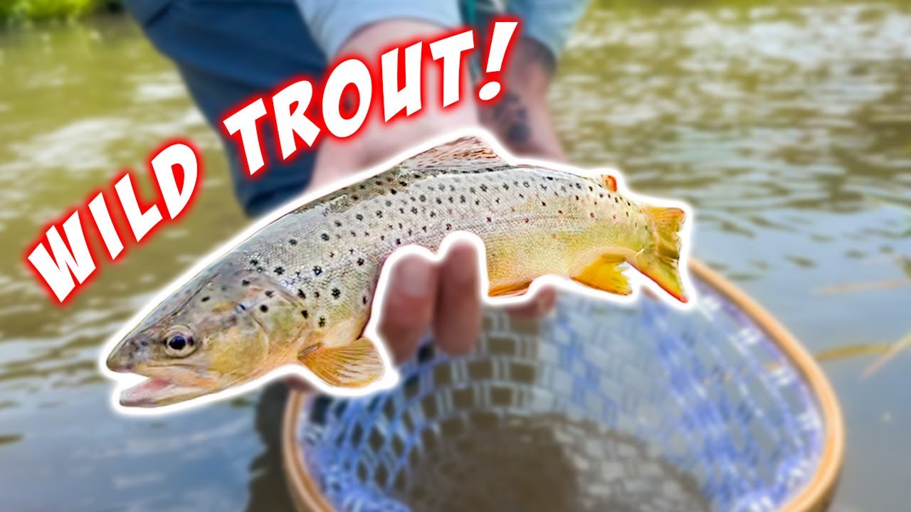 I Tried Fishing for WILD TROUT! (INCREDIBLE) - YouTube