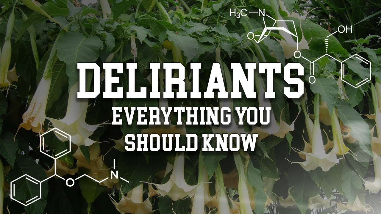 deliriants - everything you should know (video essay) - YouTube