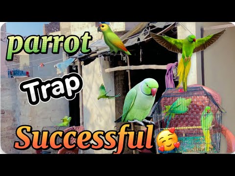parrot catching trap at Home 😊| How tou catch parrot at home ...